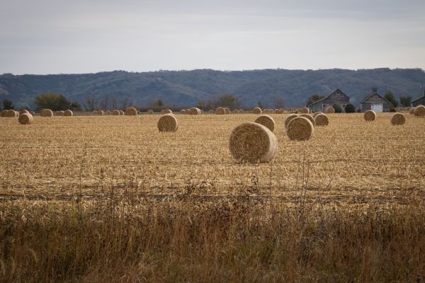 Waverly, IA Veterinary Jobs | Waverly Veterinary Clinic